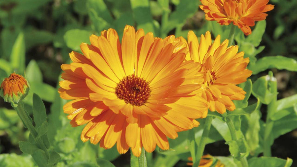 Propiedades de la Caléndula: Beneficios, Usos y Cómo Prepararla en Inf ...